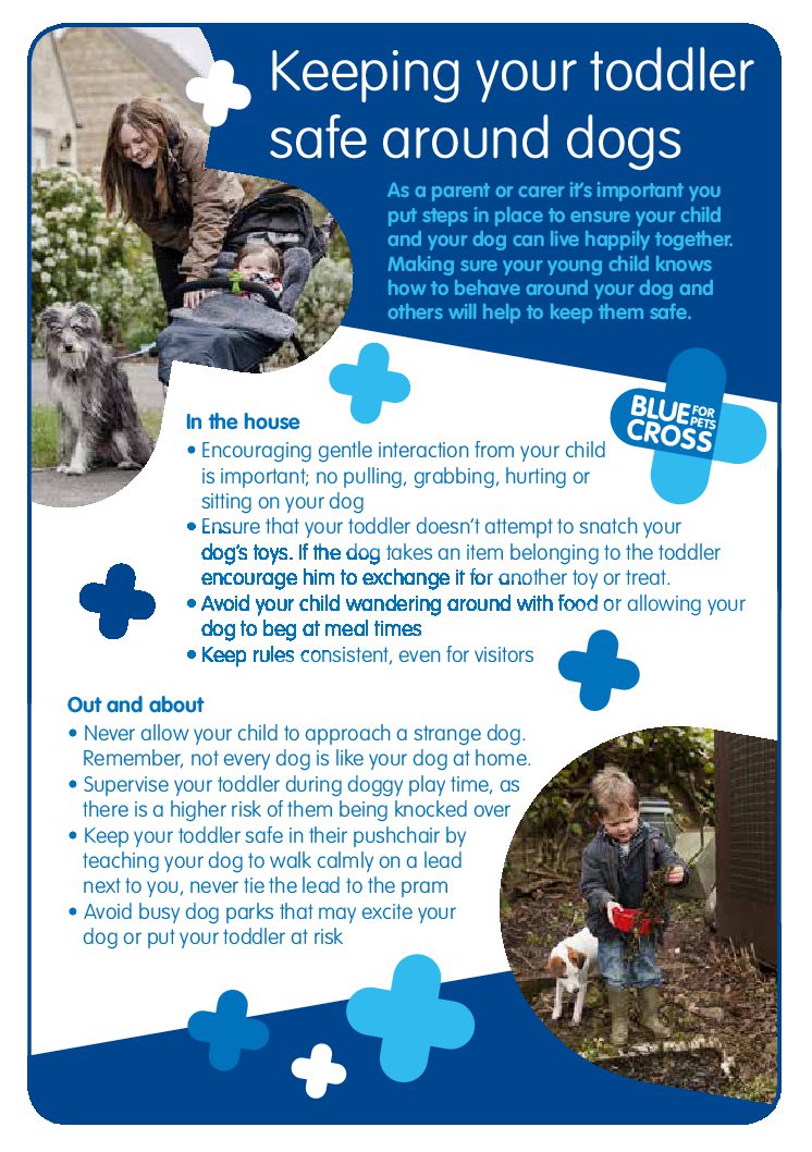 Bluecross – Keeping your toddler safe around dogs | Cambridgeshire and ...